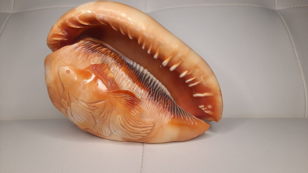 Cypraecassis Rufa Red Helmet Shell Hand Carved Gold Fish - Etsy