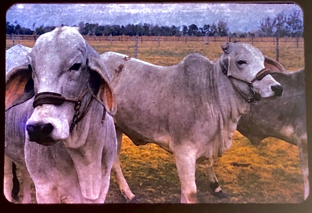 Vintage Projector Photo Slide Collection of Animals - Etsy