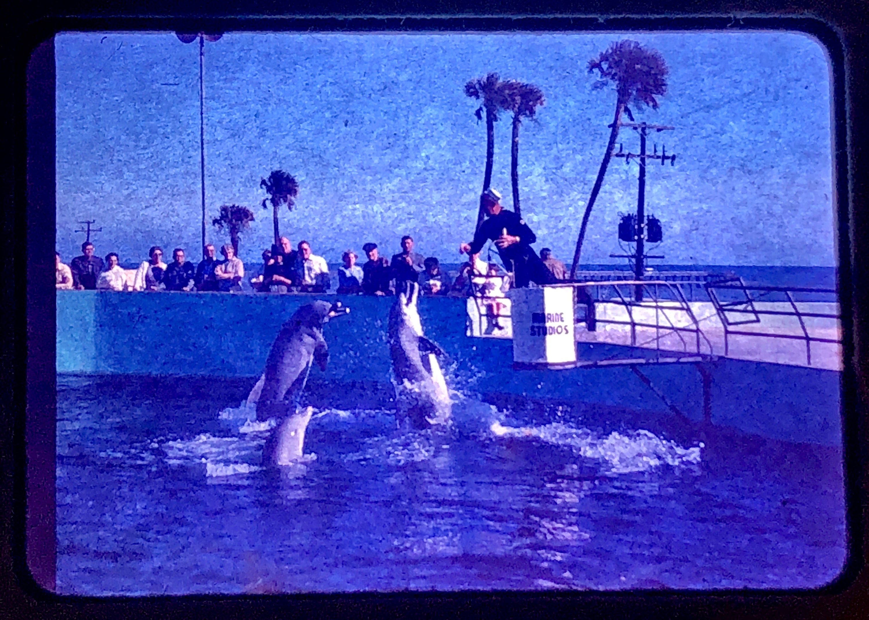 Vintage Projector Photo Slide Collection of Animals - Etsy