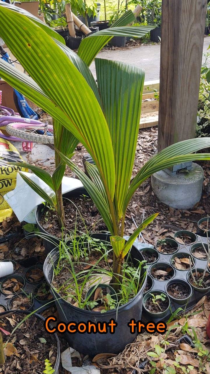 Coconut Tree malayan Dwarf no Ship to CA and HI - Etsy