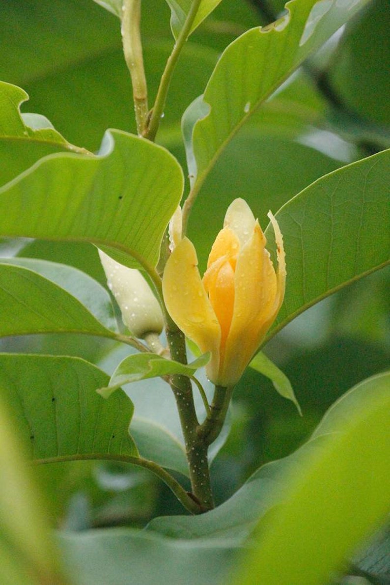 Magnolia Alba(jumpee Jumpa) *we Do Not Ship to CA & HI - Etsy