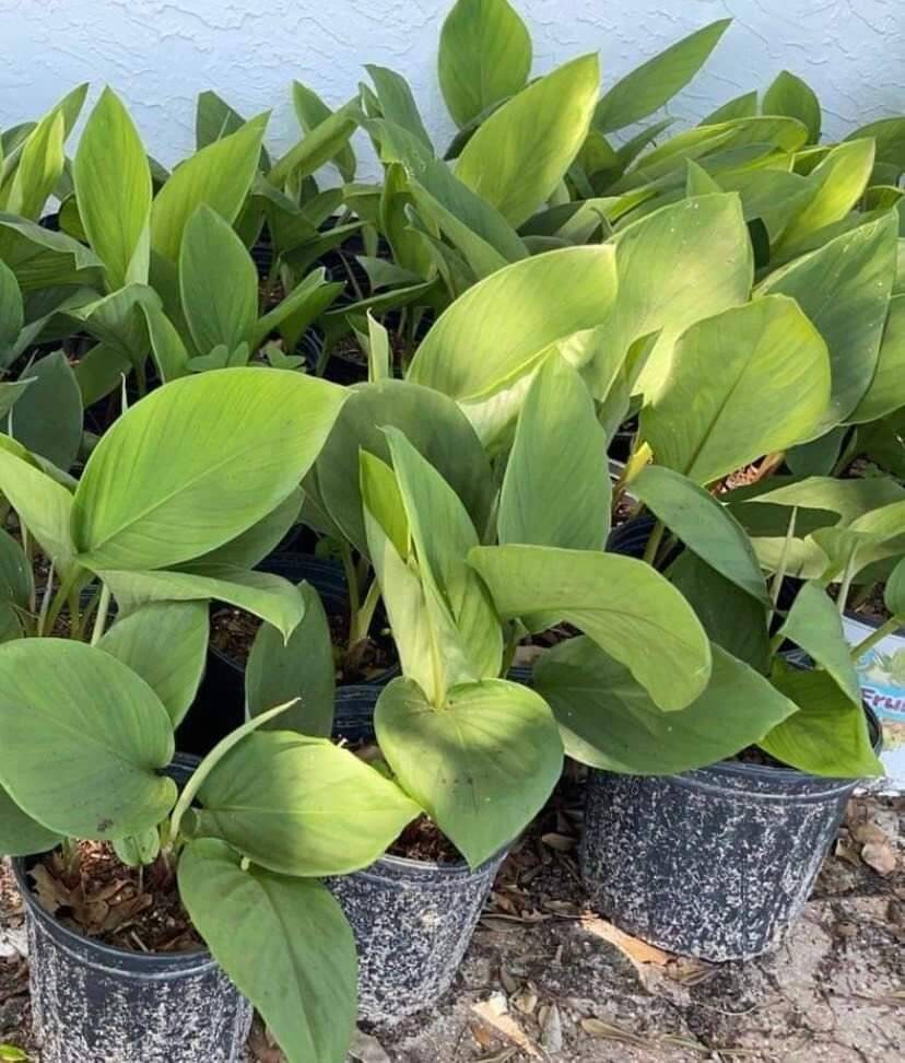 Fingerroot Plants kachai we Do Not Ship to CA & HI - Etsy