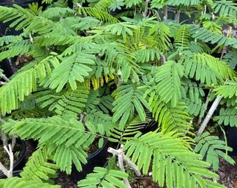 Cha Om Plants, Chaom Plant, Acacia Pennata, We Donot Ship to CA - Etsy