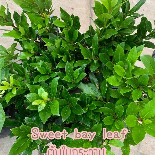 Bay Leaf Plant - Etsy