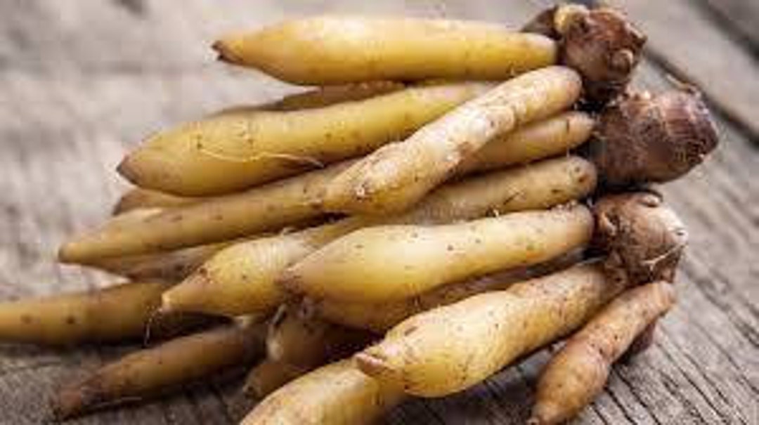 Fingerroot Plants kachai we Do Not Ship to CA & HI - Etsy