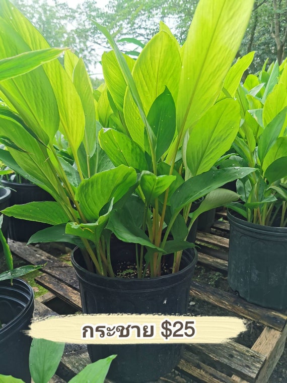 Fingerroot Plants kachai we Do Not Ship to CA & HI | Etsy