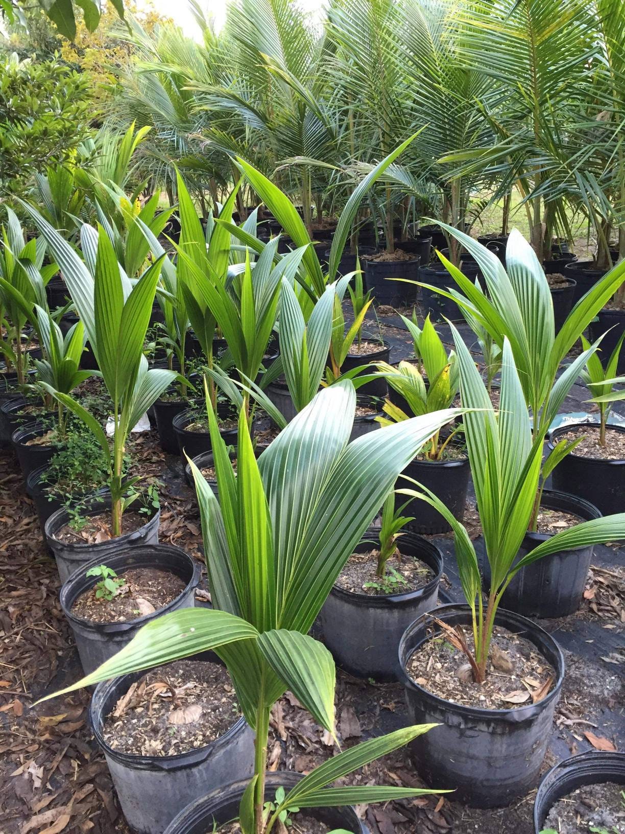 Coconut Tree malayan Dwarf no Ship to CA and HI - Etsy