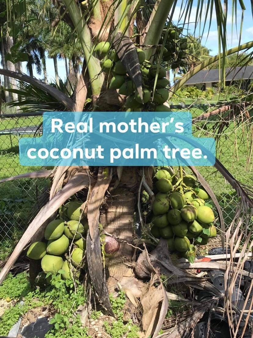 Coconut Tree malayan Dwarf no Ship to CA and HI - Etsy