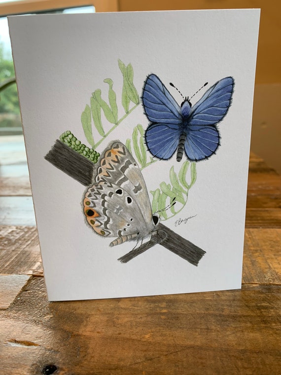 Ceraunus Blue Butterfly Ceraunus Blue Butterfly Card, Edwards Blue
