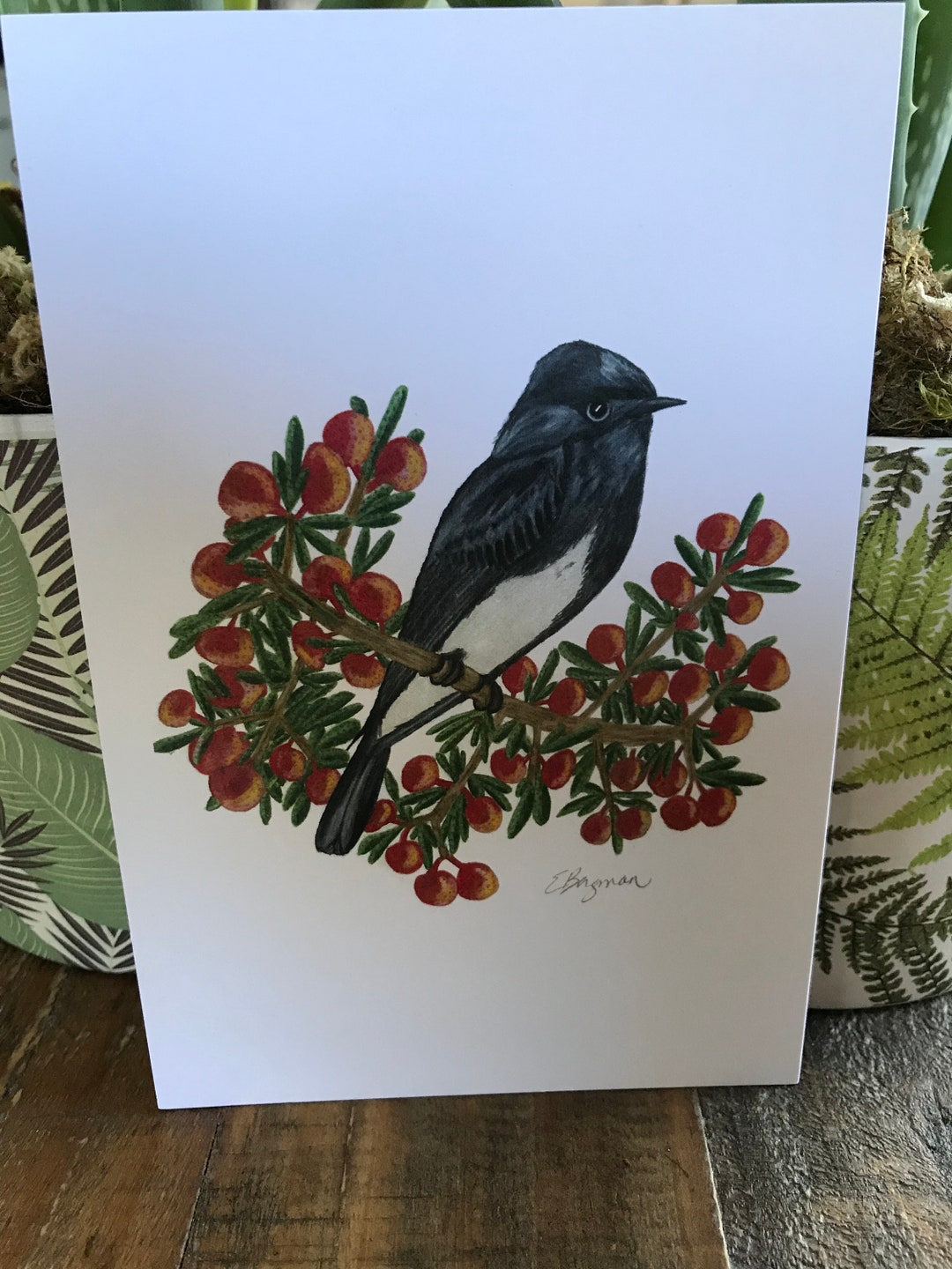 Black Phoebe Postcard, Black Phoebe, Black Phoebe Card, Black and White ...