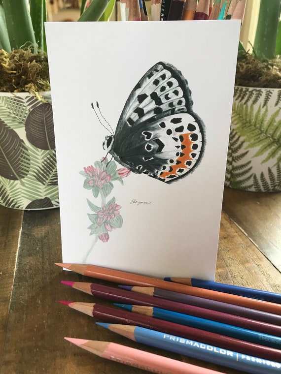 El Segundo Blue Butterfly Postcard Rare Butterfly Butterfly | Etsy