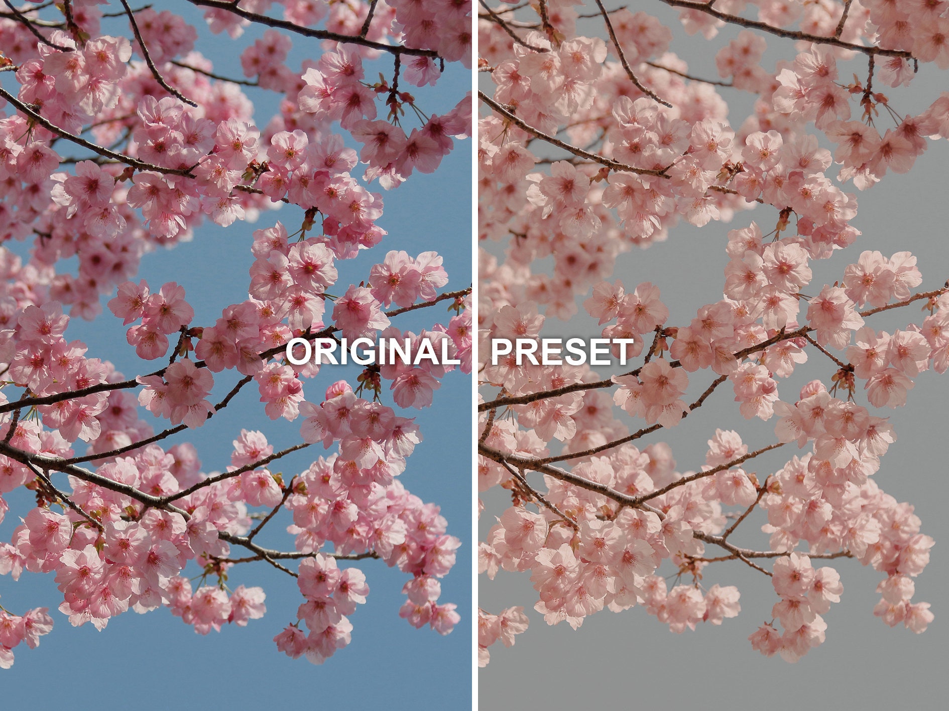 10 SOFT PEACH Aesthetic Peachy Presets - Etsy