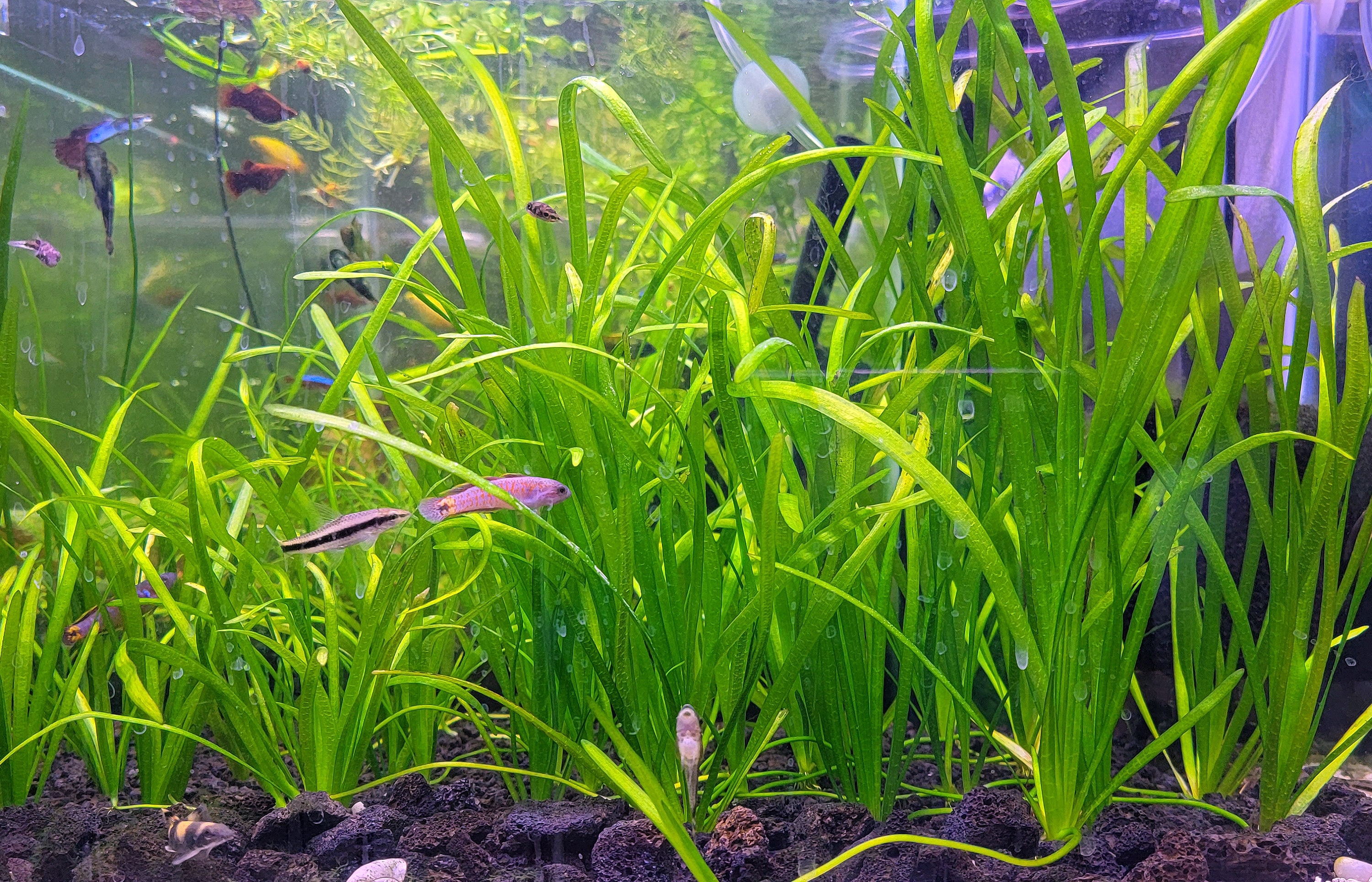 Vallisneria Americana (natans)