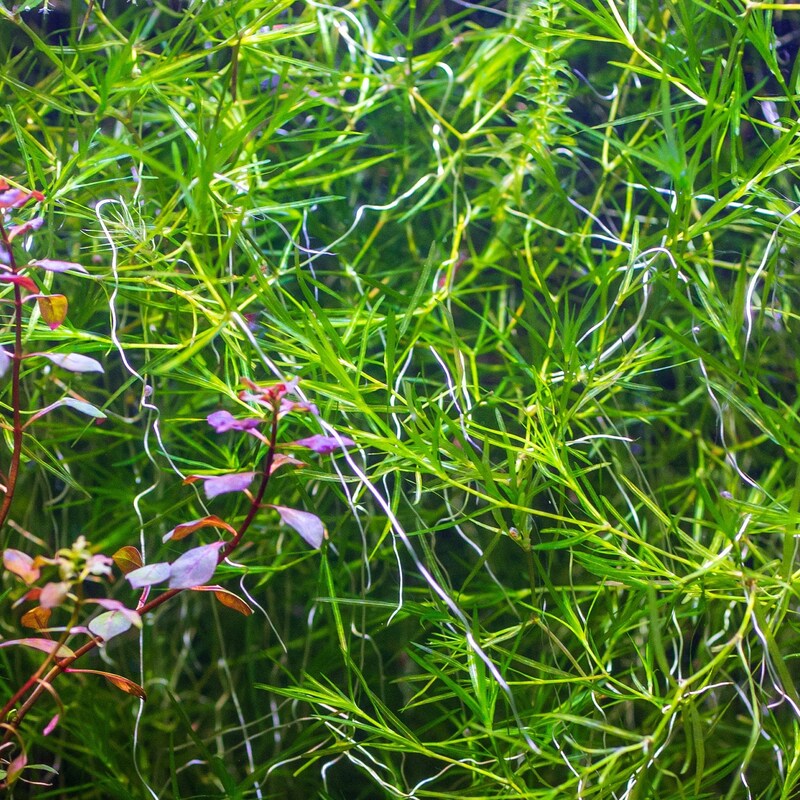 Fish Tank Plants - Etsy