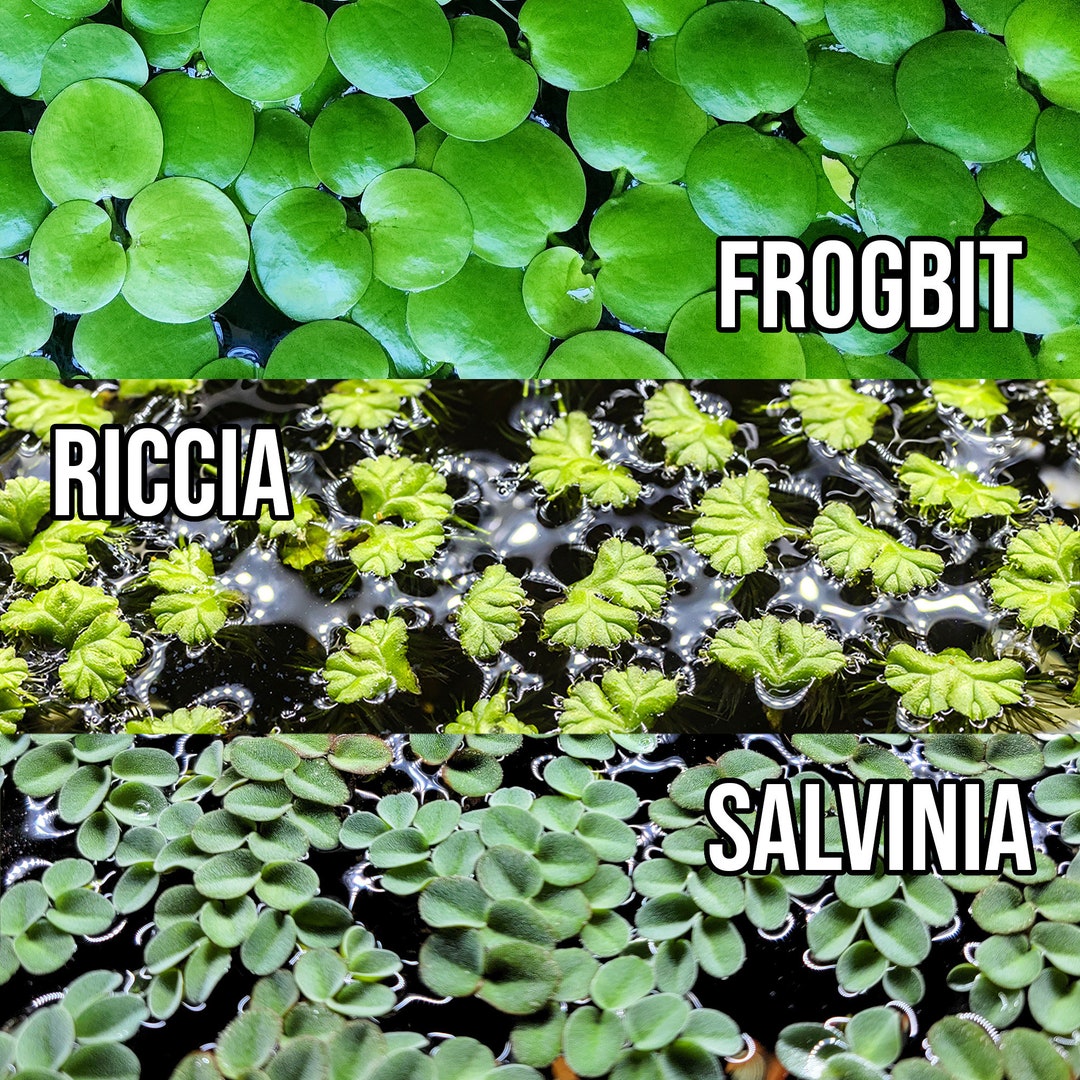 3 Floating Plants Combo: Amazon FROGBIT SALVINIA Cucullata Purple ...