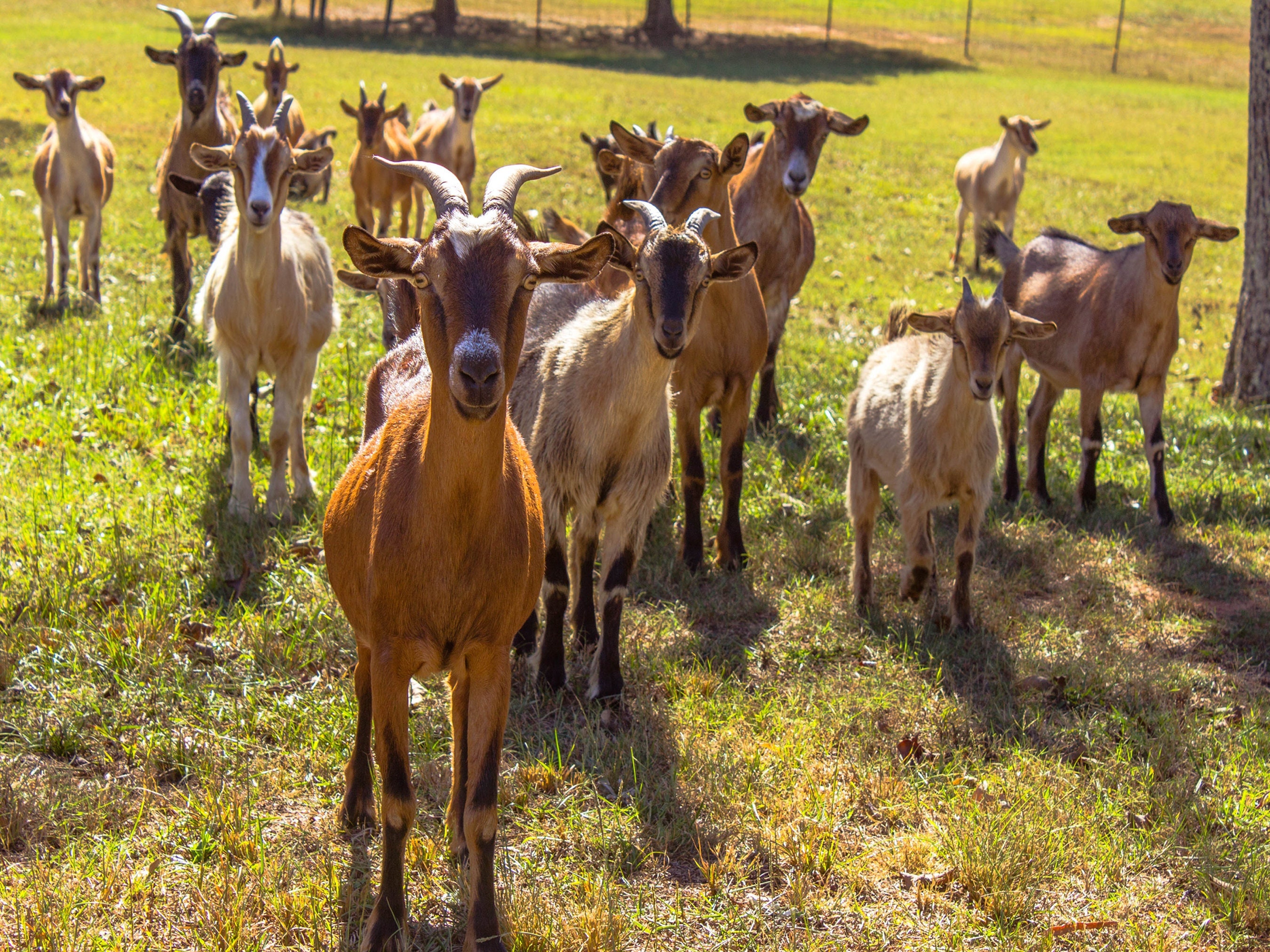 Printable Goat Print, Rustic Wall Decor, Nordic Wall Art, Farm Print ...