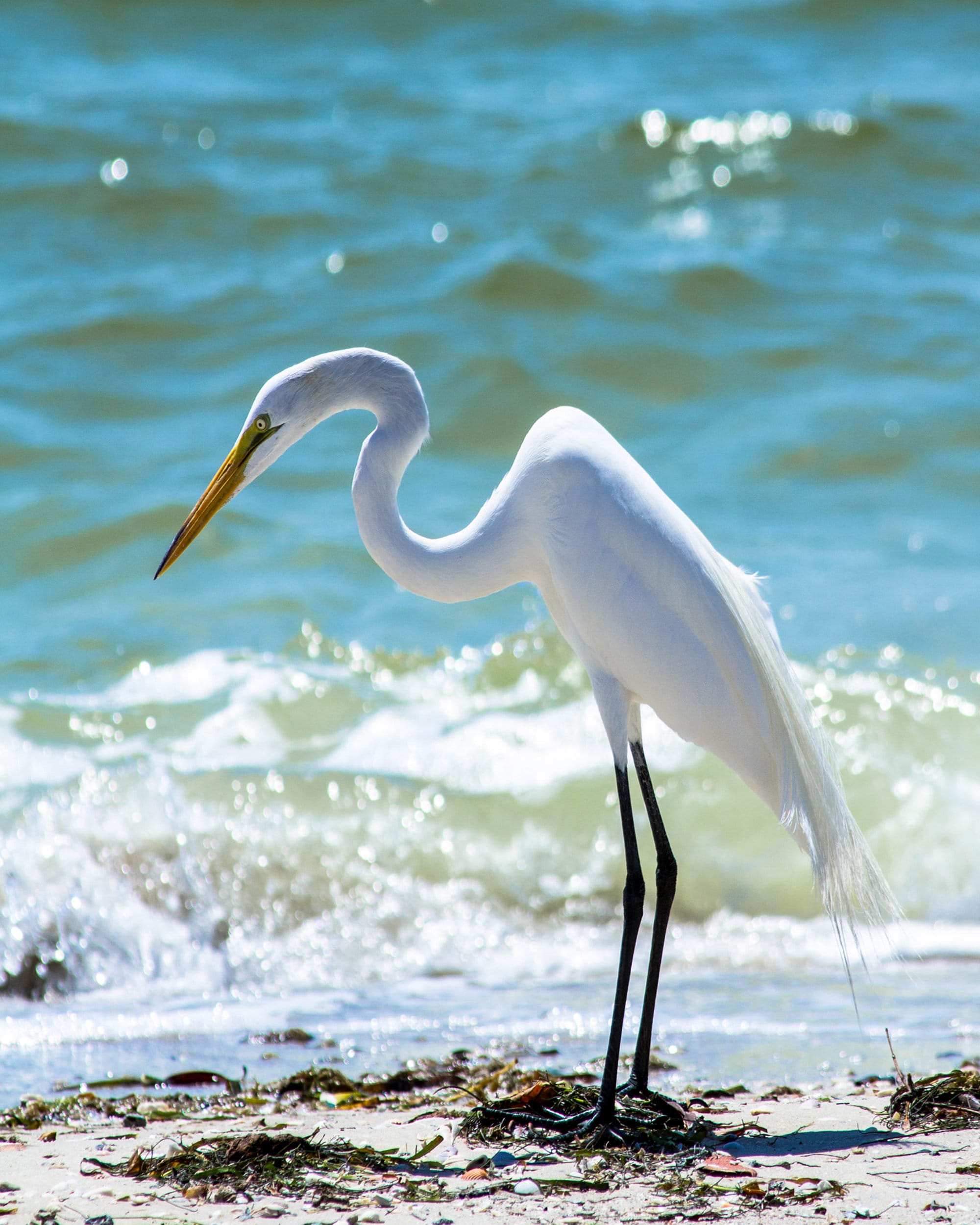 White Egret Print, Beach Wall Art, Ocean Photo, Coastal Print, Poster ...