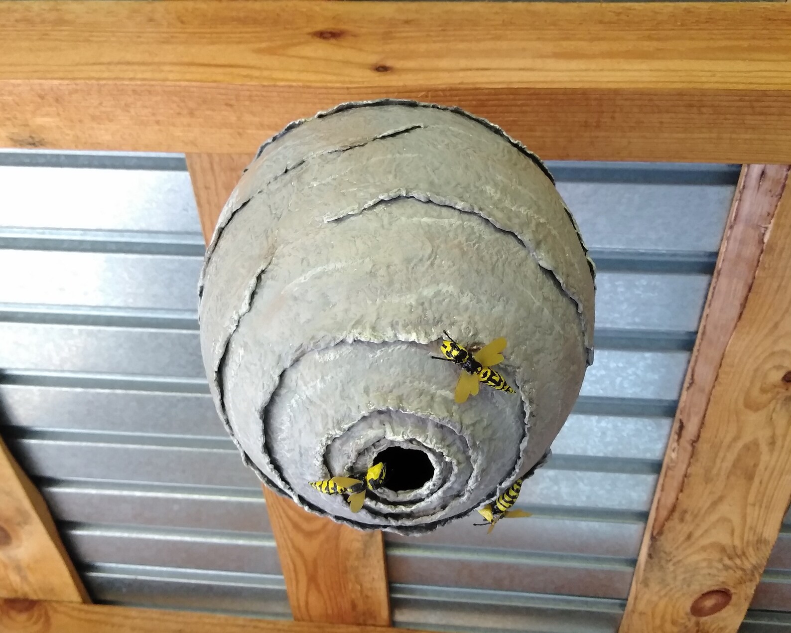 Wasp nest. Fake wasp nest. Papier mache. Pest control. | Etsy