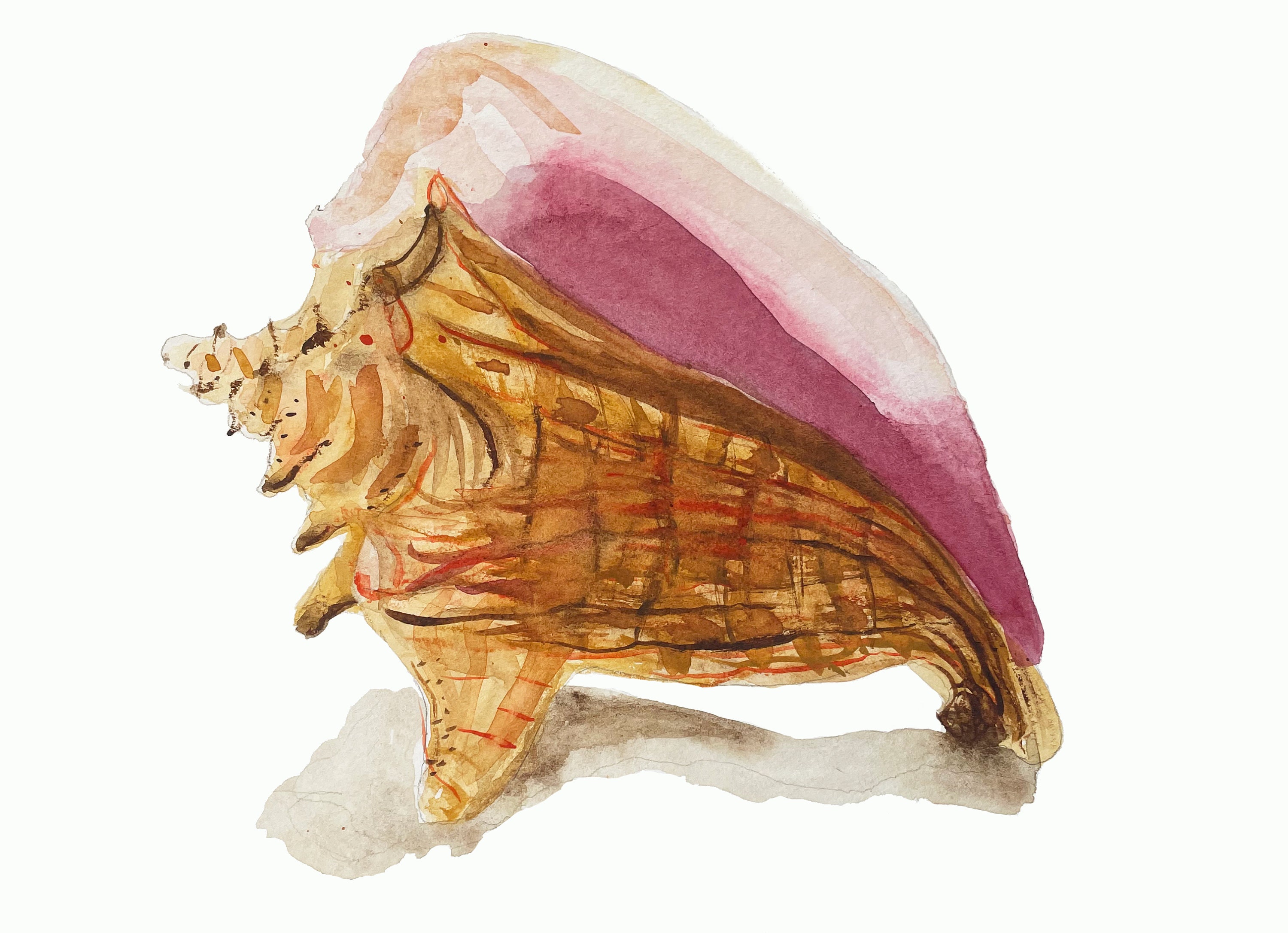 Conch Shell 8.5"x11" Watercolor Print - Etsy