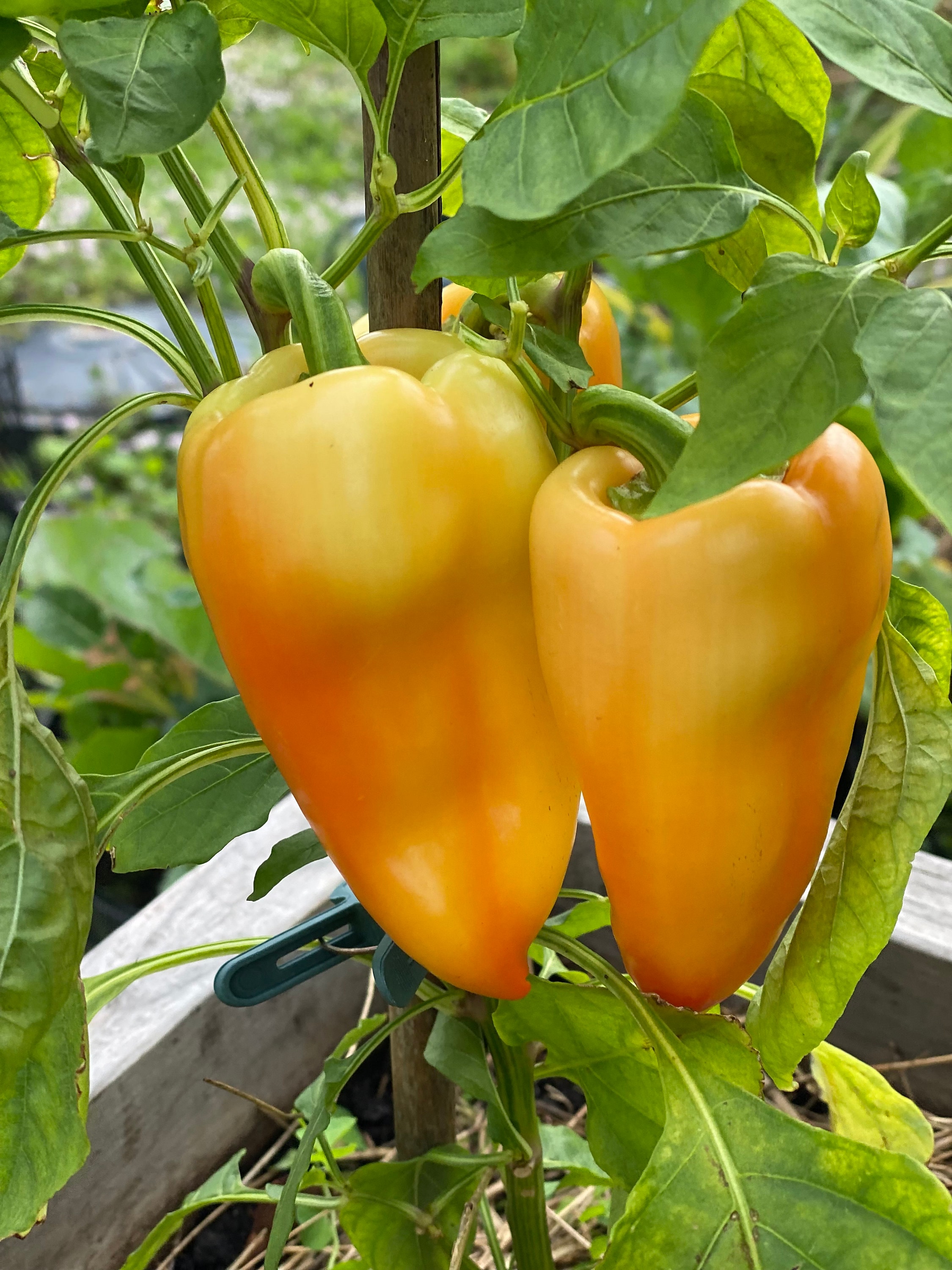 Sweet HUNGARIAN Pepper Organically Grown 20 Heirloom Seeds bacskai ...