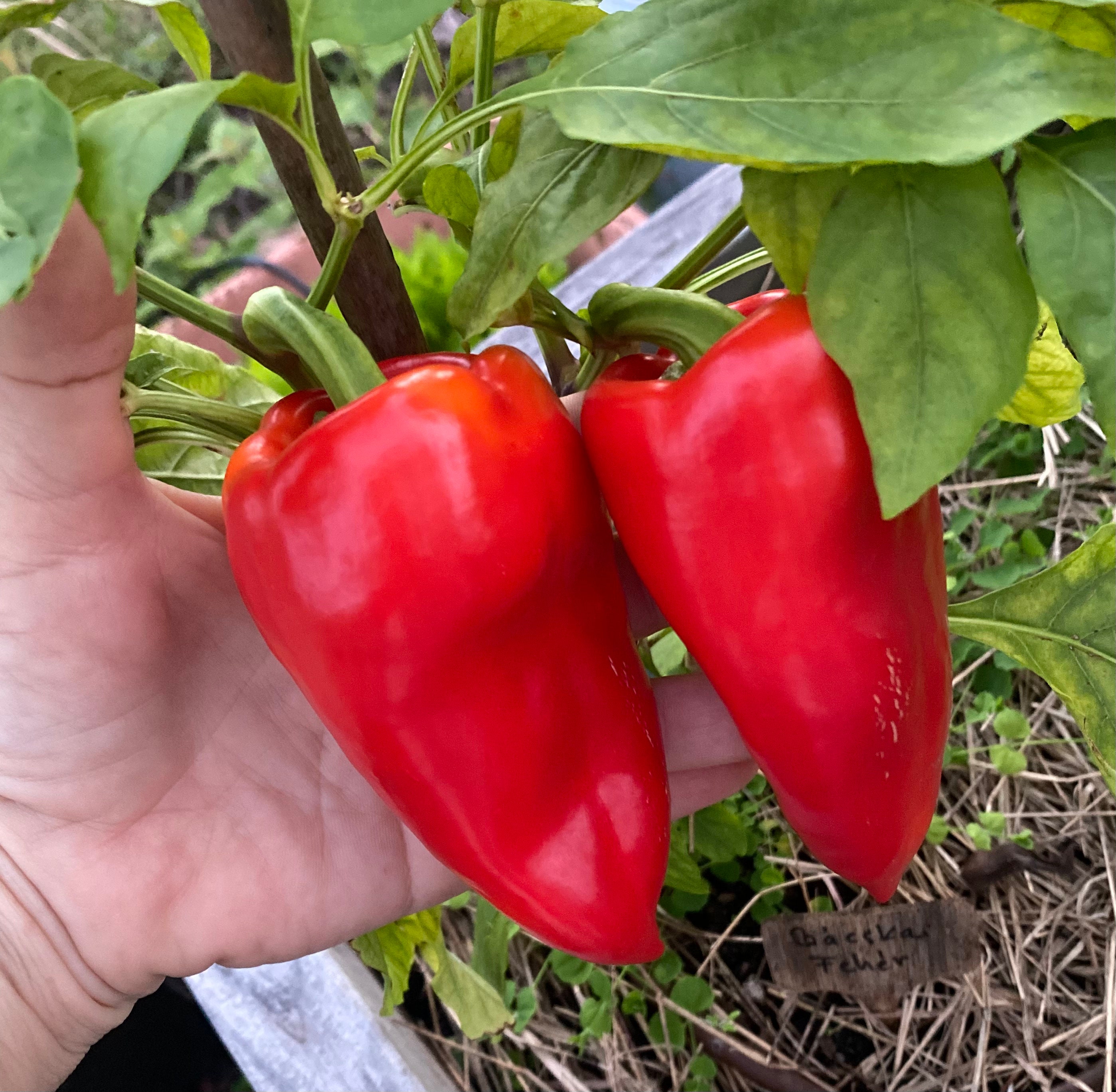 Sweet HUNGARIAN Pepper Organically Grown 20 Heirloom Seeds bacskai ...
