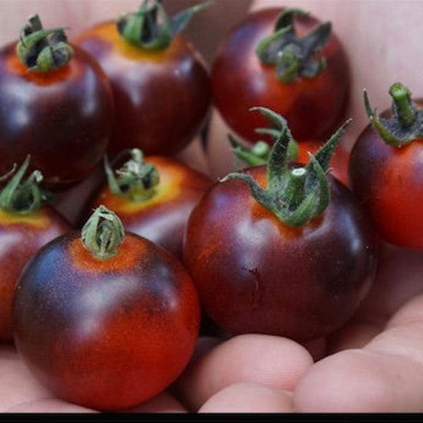 Rare Tomato Seeds - Etsy Canada