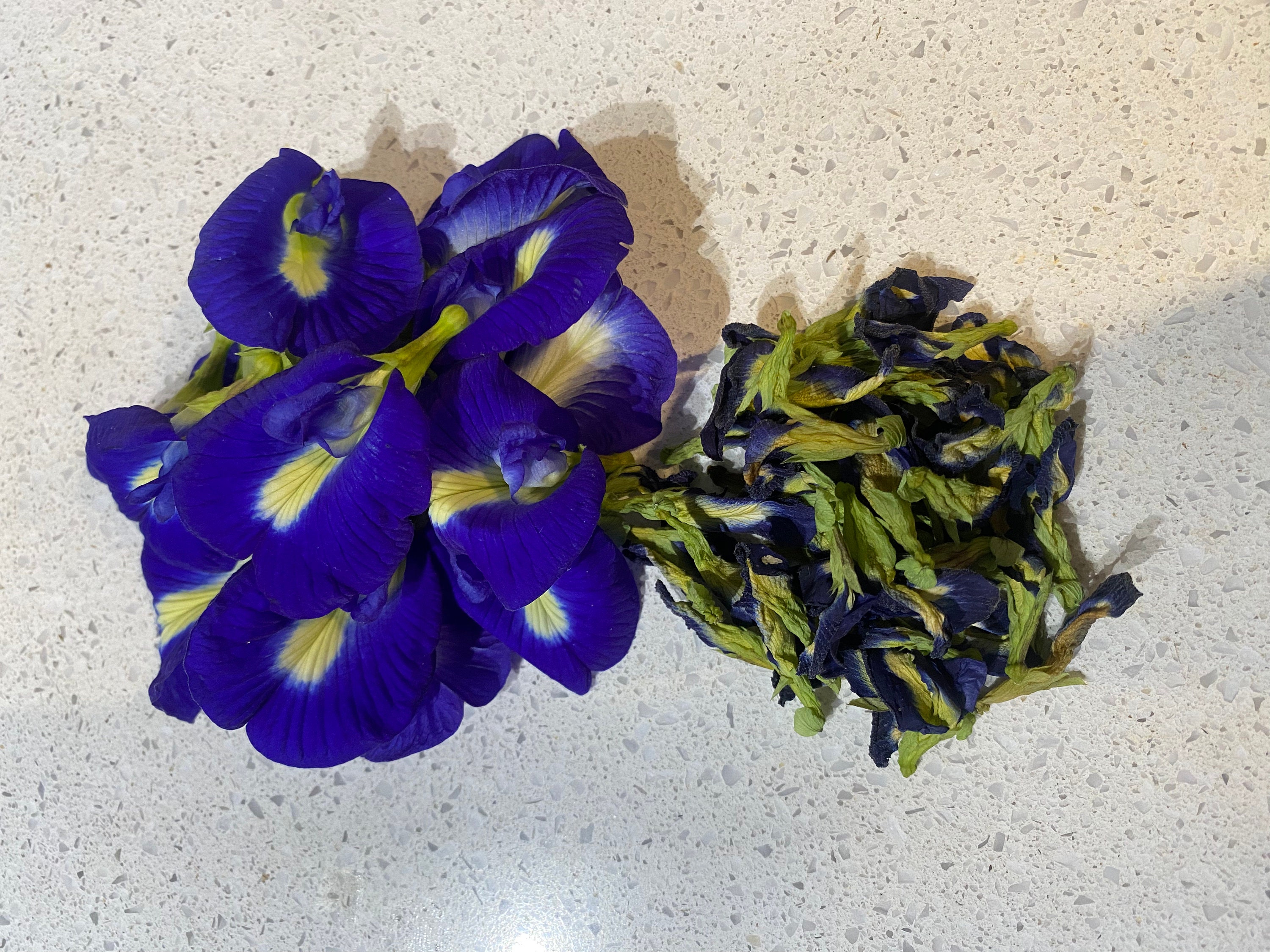 Blue Butterfly Pea Flower Seeds Organic 20 Seeds - Etsy