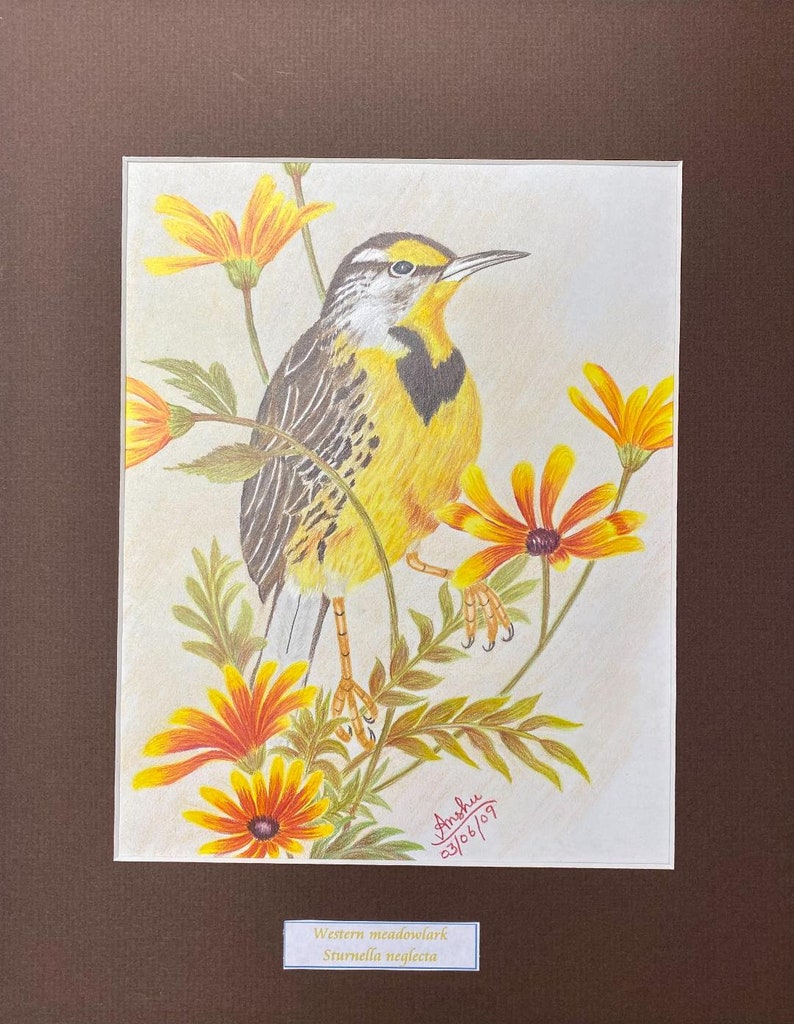 A Fantastic Colored Pencil Drawing of Western Meadowlark - Etsy
