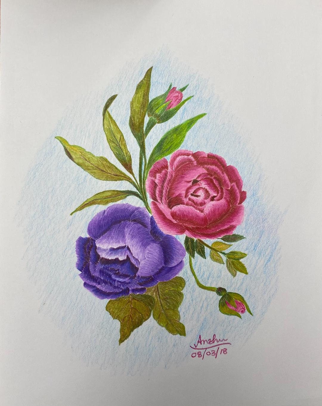 Color Pencil Drawings Of Roses