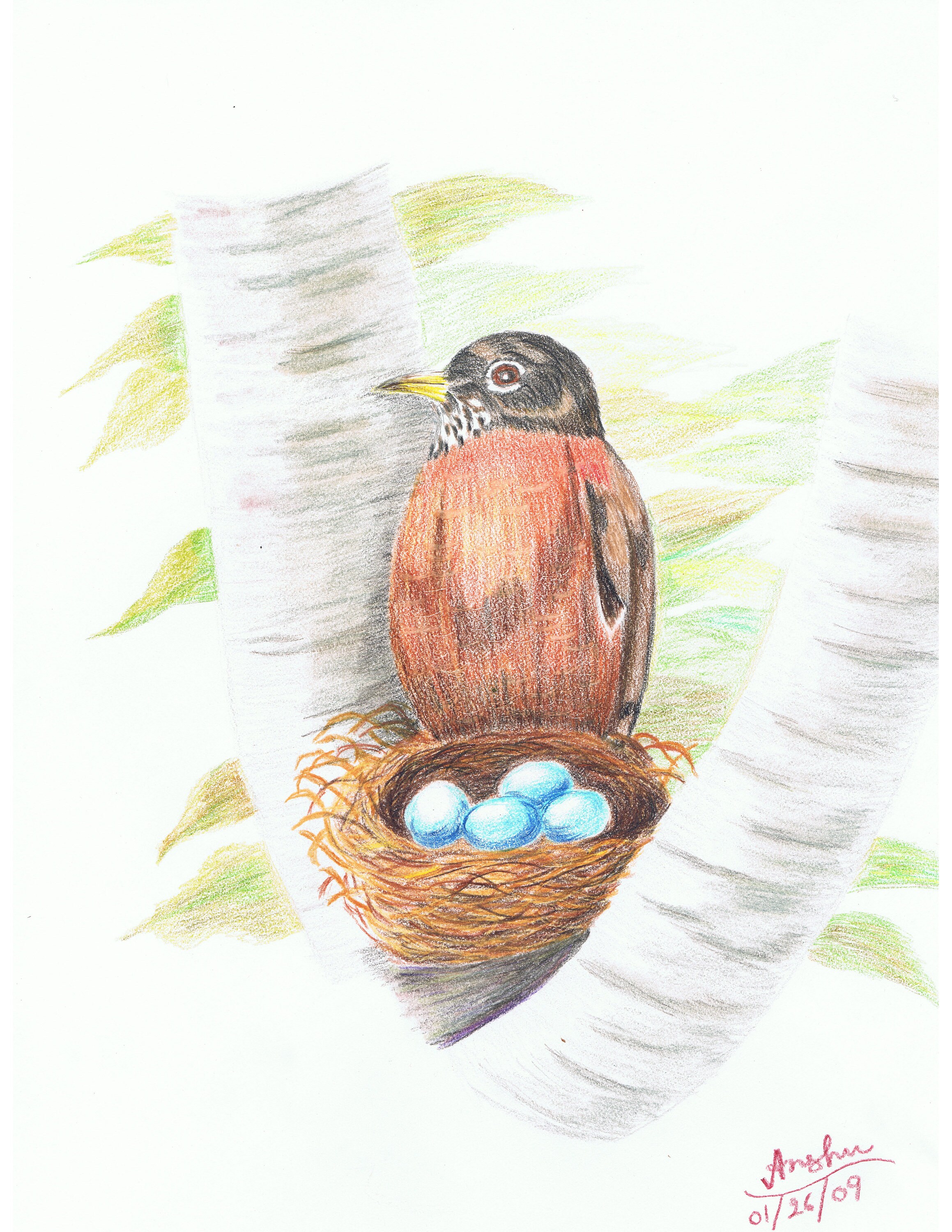 A Beautiful Colored Pencil Drawing of American Robin - Etsy