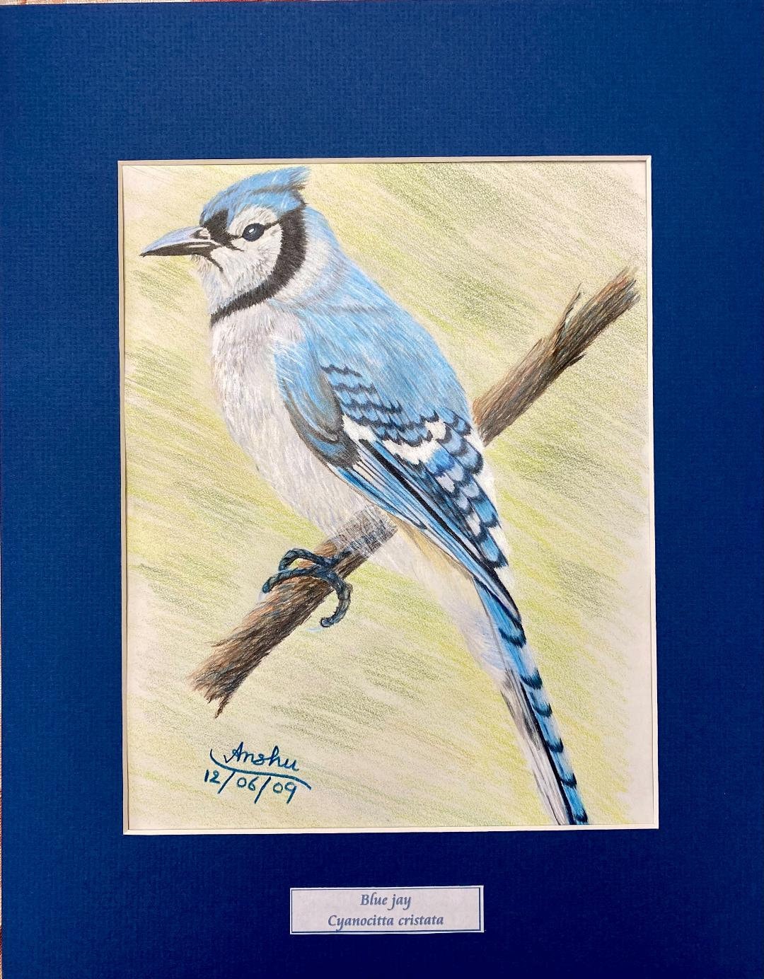 A Beautiful Colored Pencil Drawing of Blue Jay - Etsy