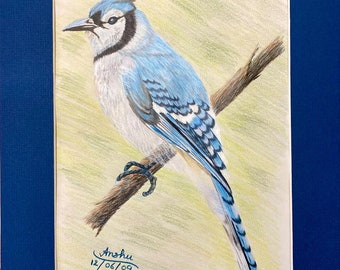 Blue Jay in Snow. 11x14 Pro Dpi Matte Finish Fine Art Print of Color ...