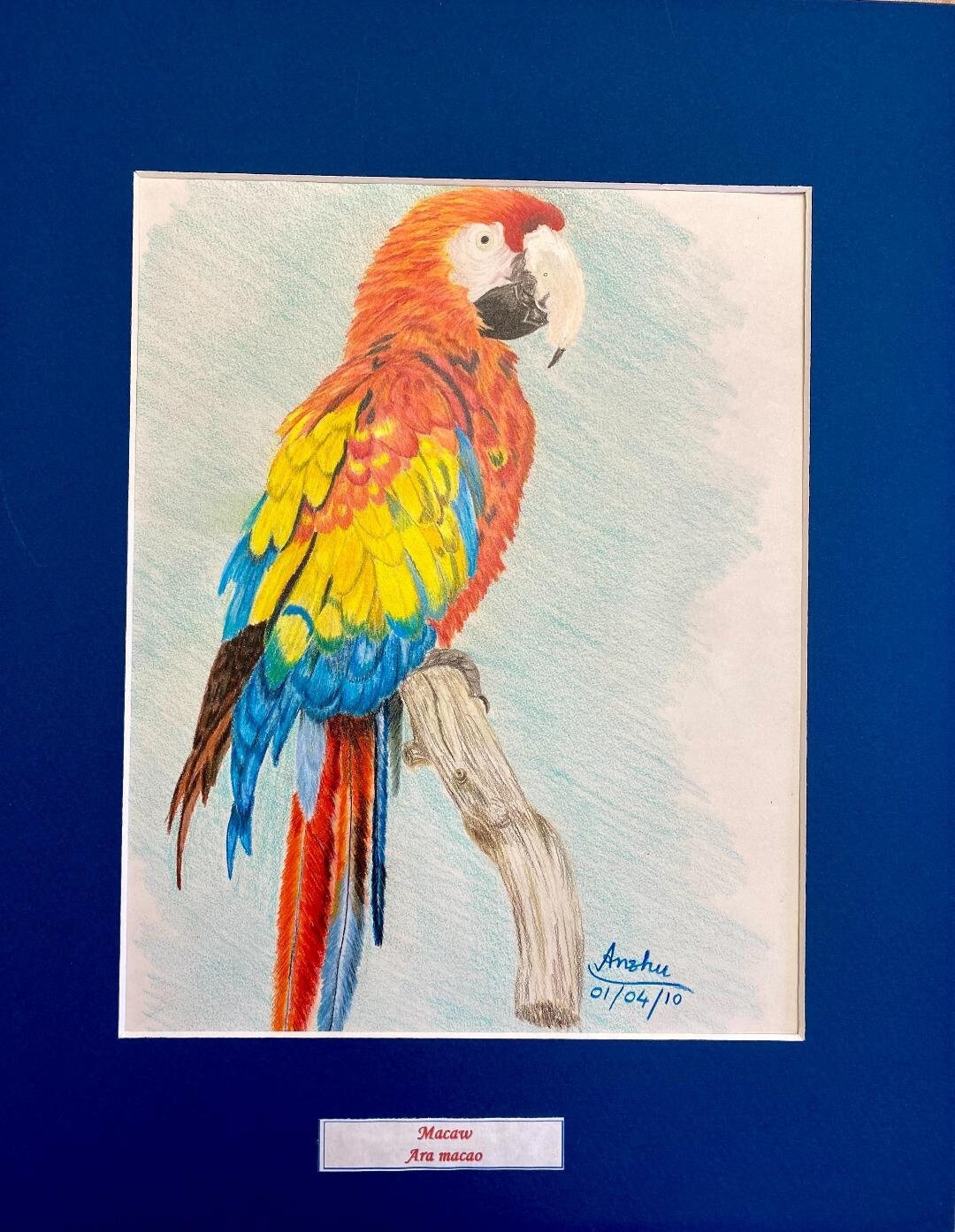 A Beautiful Colored Pencil Drawing of a Scarlet Macaw - Etsy