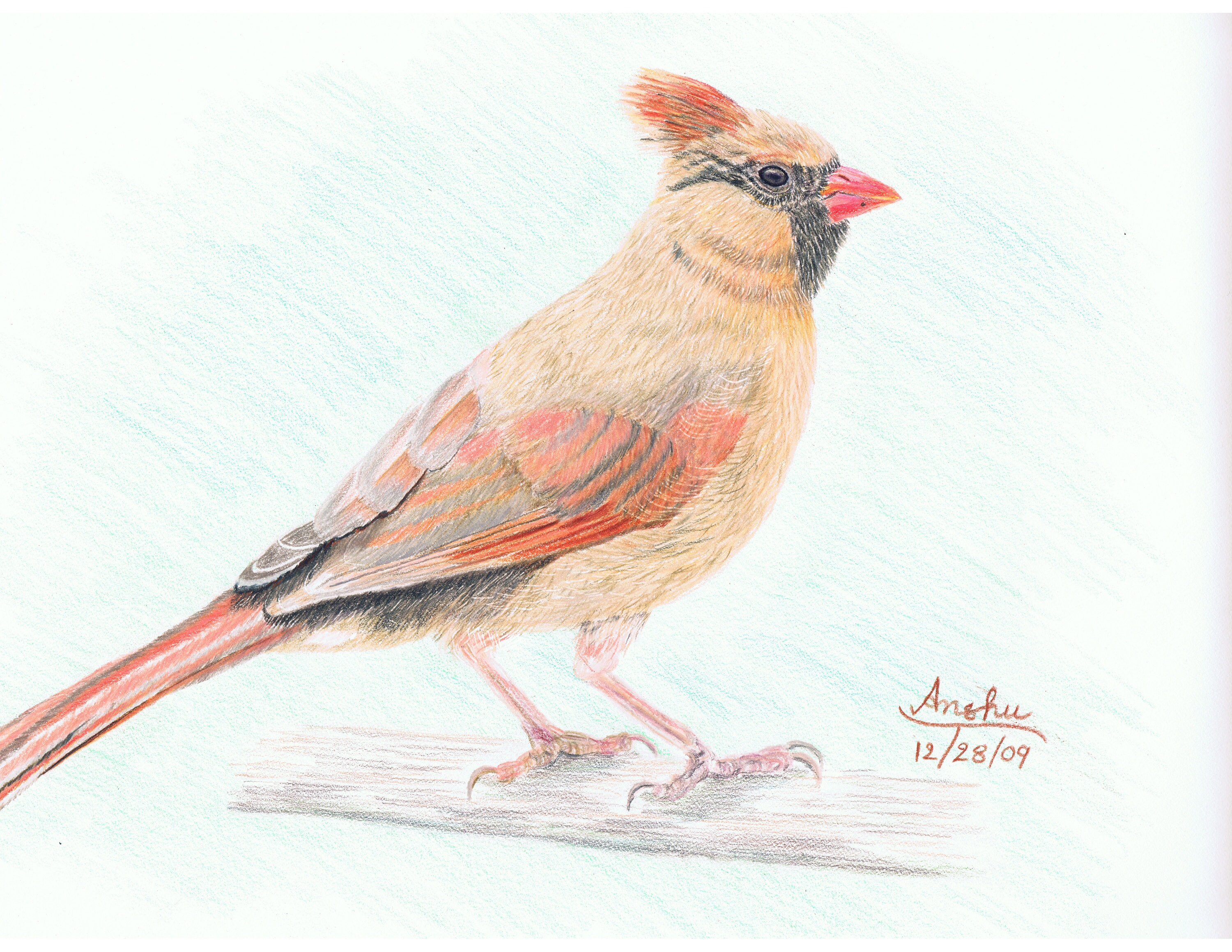 A Beautiful Colored Pencil Drawing of a Female Northern Cardinal - Etsy
