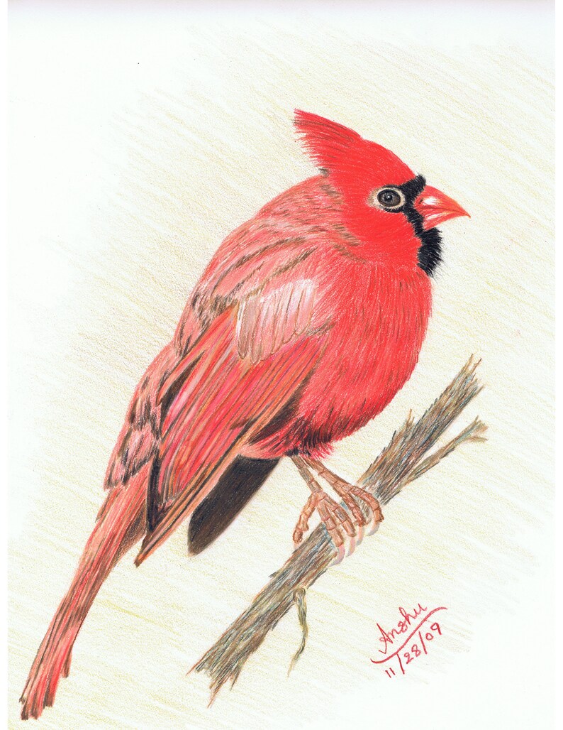 A Beautiful Colored Pencil Drawing of a Male Cardinal - Etsy