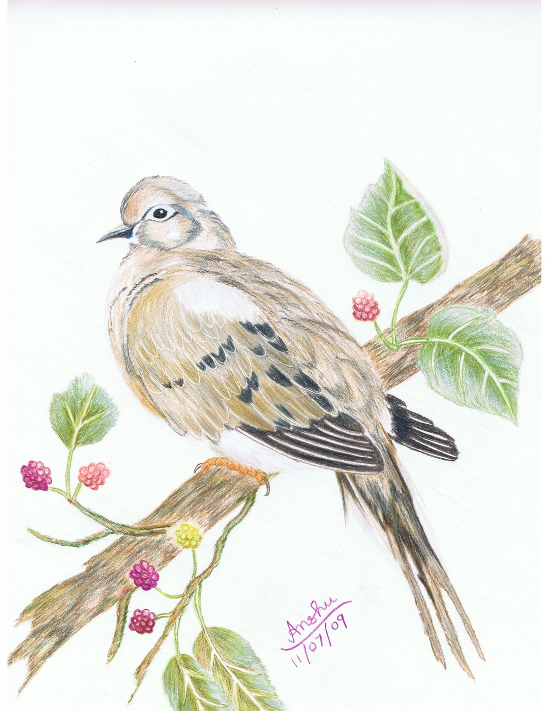 A Beautiful Colored Pencil Drawing of Mourning Dove - Etsy