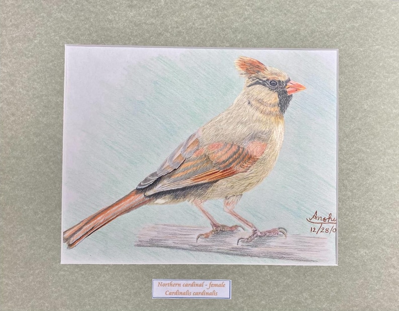 A Beautiful Colored Pencil Drawing of a Female Northern Cardinal - Etsy