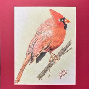 A Beautiful Colored Pencil Drawing of a Male Cardinal - Etsy