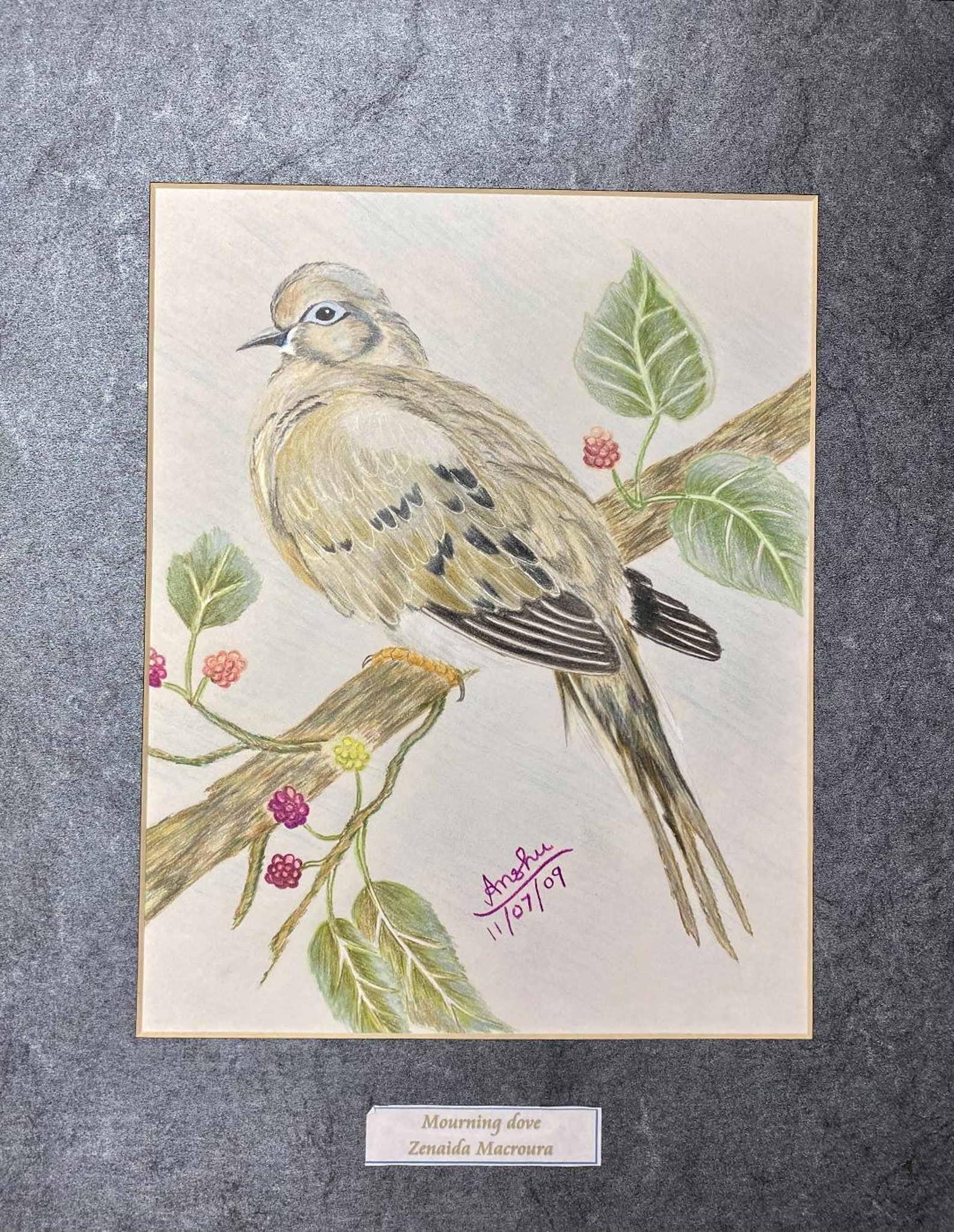 A Beautiful Colored Pencil Drawing of Mourning Dove - Etsy