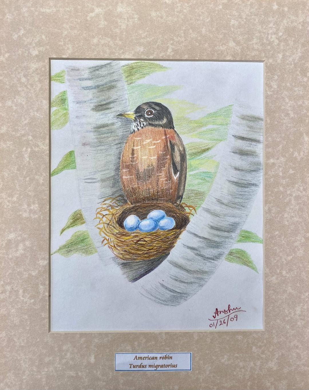 A Beautiful Colored Pencil Drawing of American Robin - Etsy