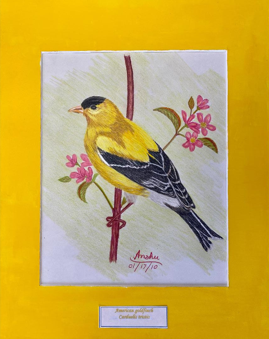 American Goldfinch Drawing