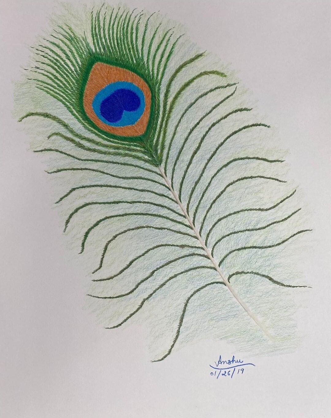 A Beautiful Colored Pencil Drawing of a Peacock Feather - Etsy