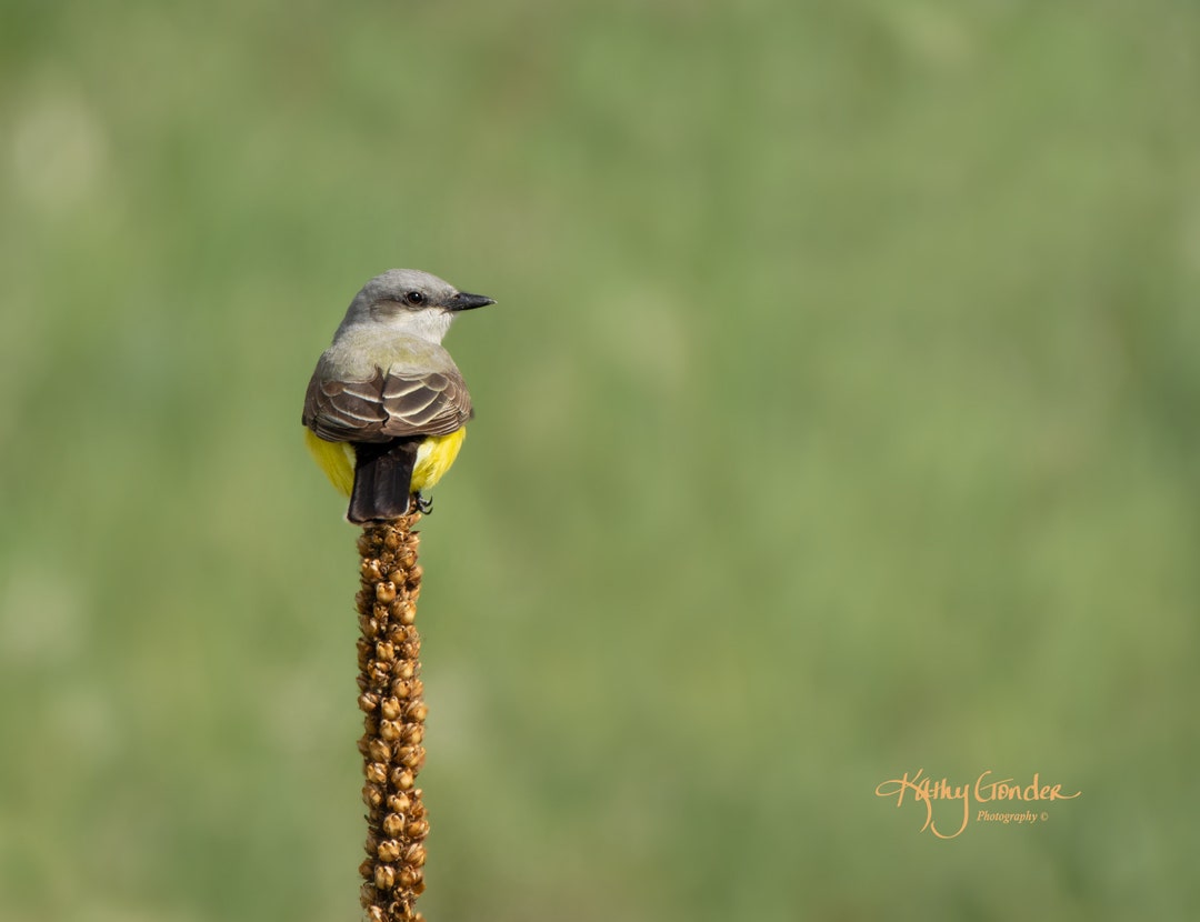 Baby Western Kingbird