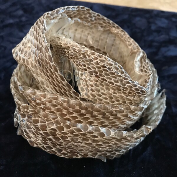 Snake Sheds - Etsy