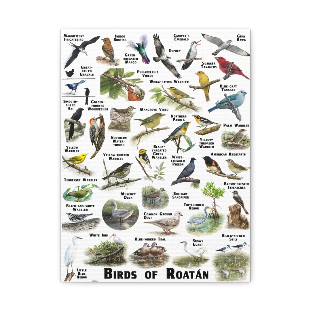The Beautiful Birds of Roatán - Matte Canvas, Stretched, 1.25" - Etsy