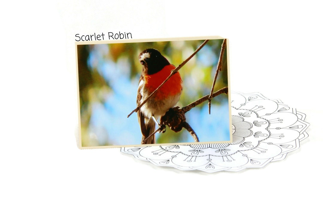 Scarlet Robin Blank Any Occasion Card - Etsy