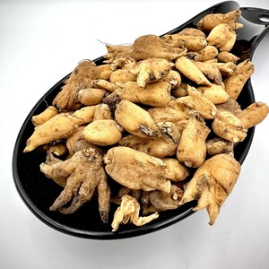 Pure Salep Salepi Orchid Whole Root Orchis Mascula No Additives ...