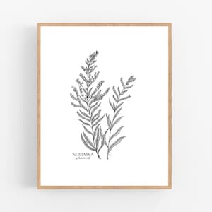 Nebraska Goldenrod Ink Illustration / Goldenrod Print Drawing ...