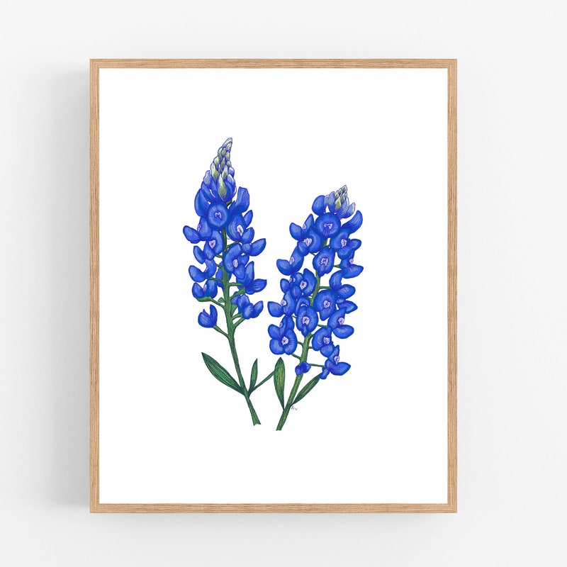 Bluebonnets - Etsy