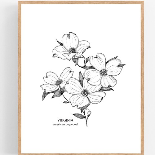 Virginia Dogwood Ink Sketch Print / Printable / Art / Digital - Etsy